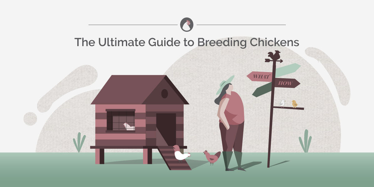 Breeding Chickens Ultimate Guide | Plan, Cost, Care+ | FREE eBook ...
